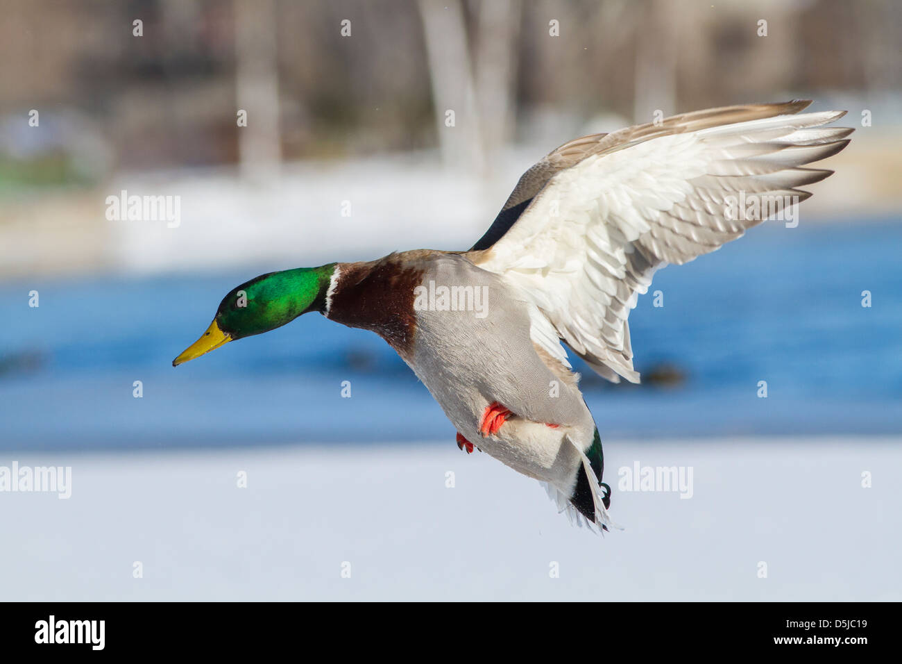 Mallard drake duck landing hi-res stock photography and images - Alamy
