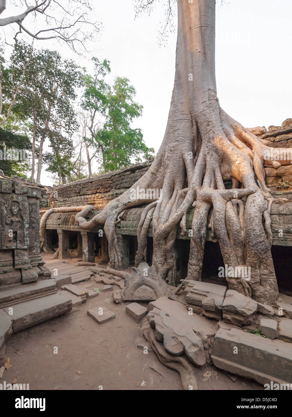 Tree roots covering building ruins hi-res stock photography and images ...