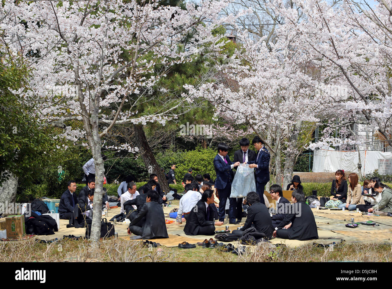 Kyoto, Japan. 1st April 2013. Japanese people picnic under the Cherry ...