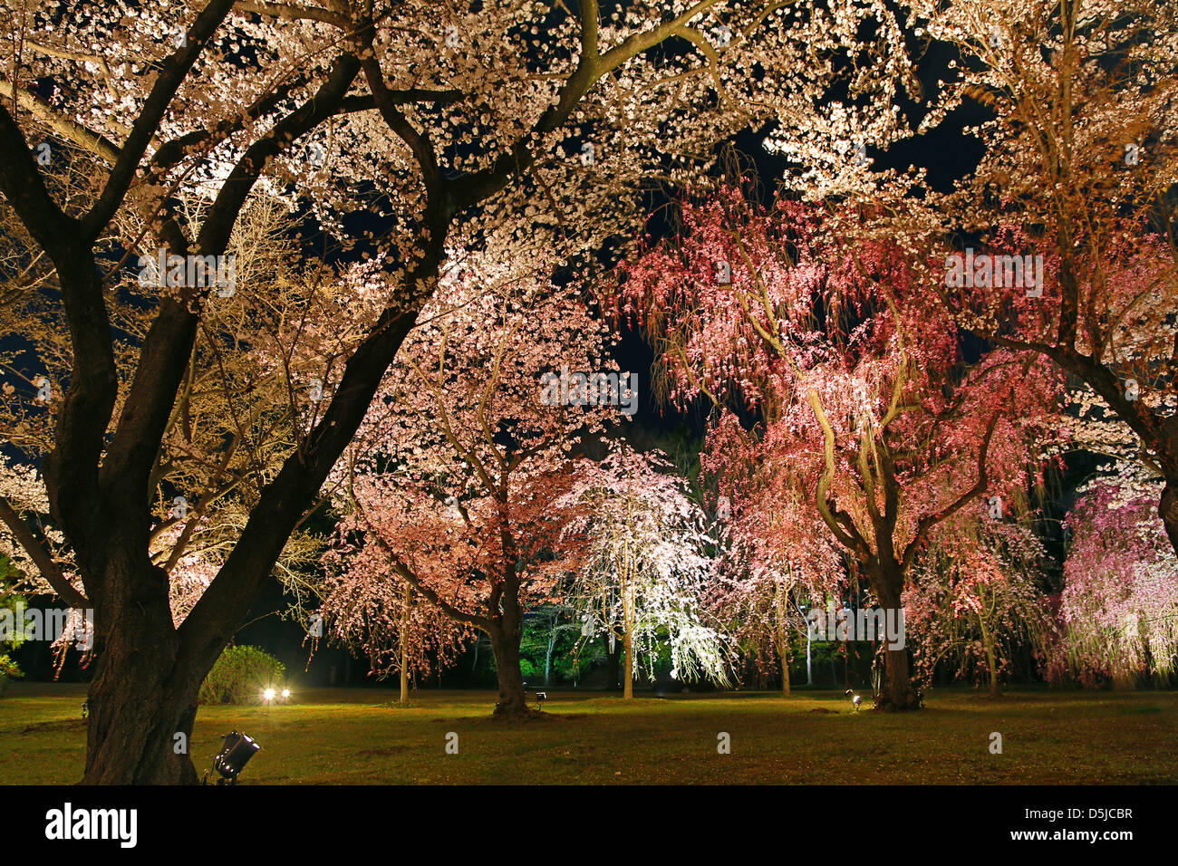 Kyoto, Japan. 1st April 2013. Cherry blossom trees illuminated at night ...