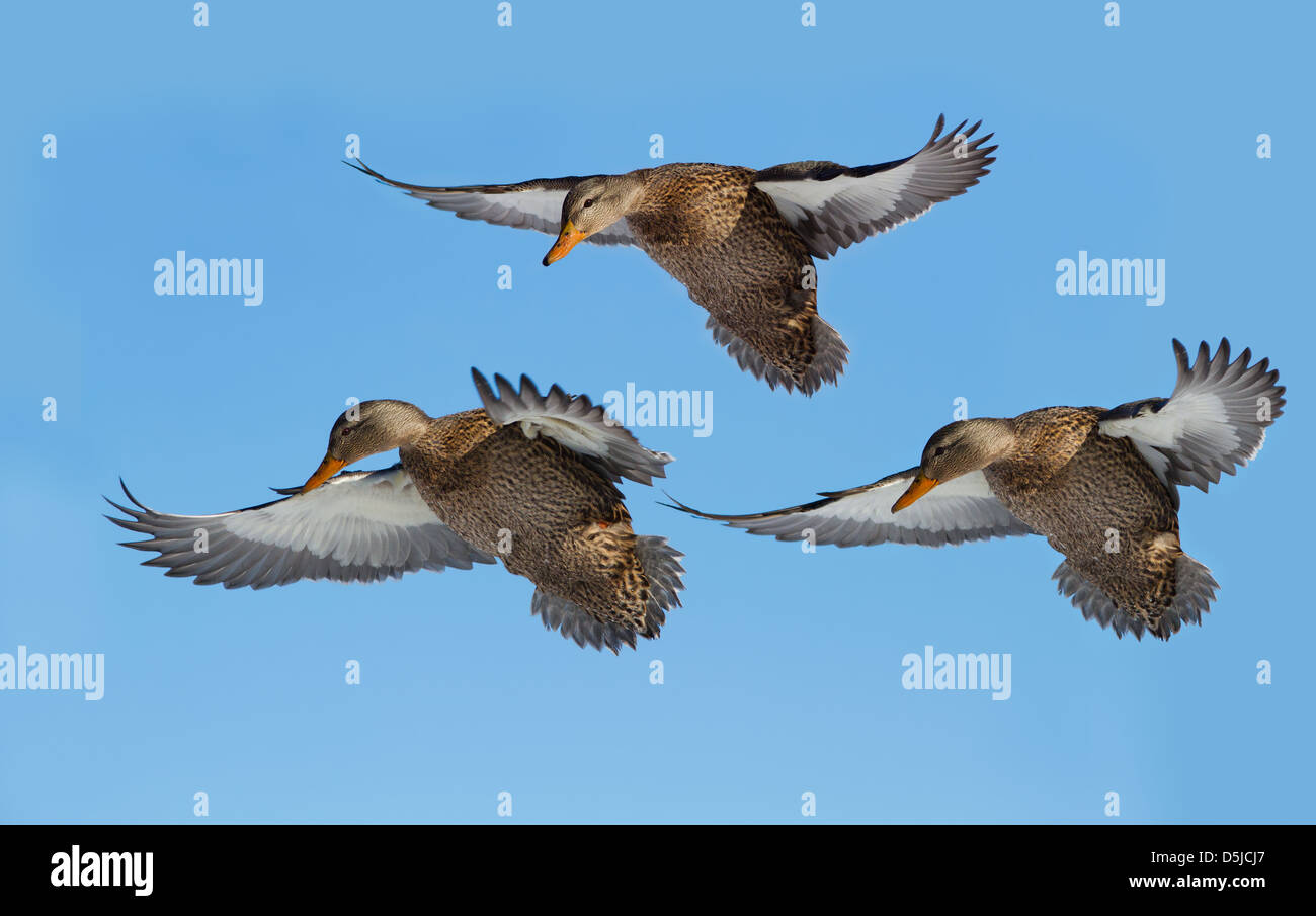 Mallard ducks in flight hi-res stock photography and images - Alamy