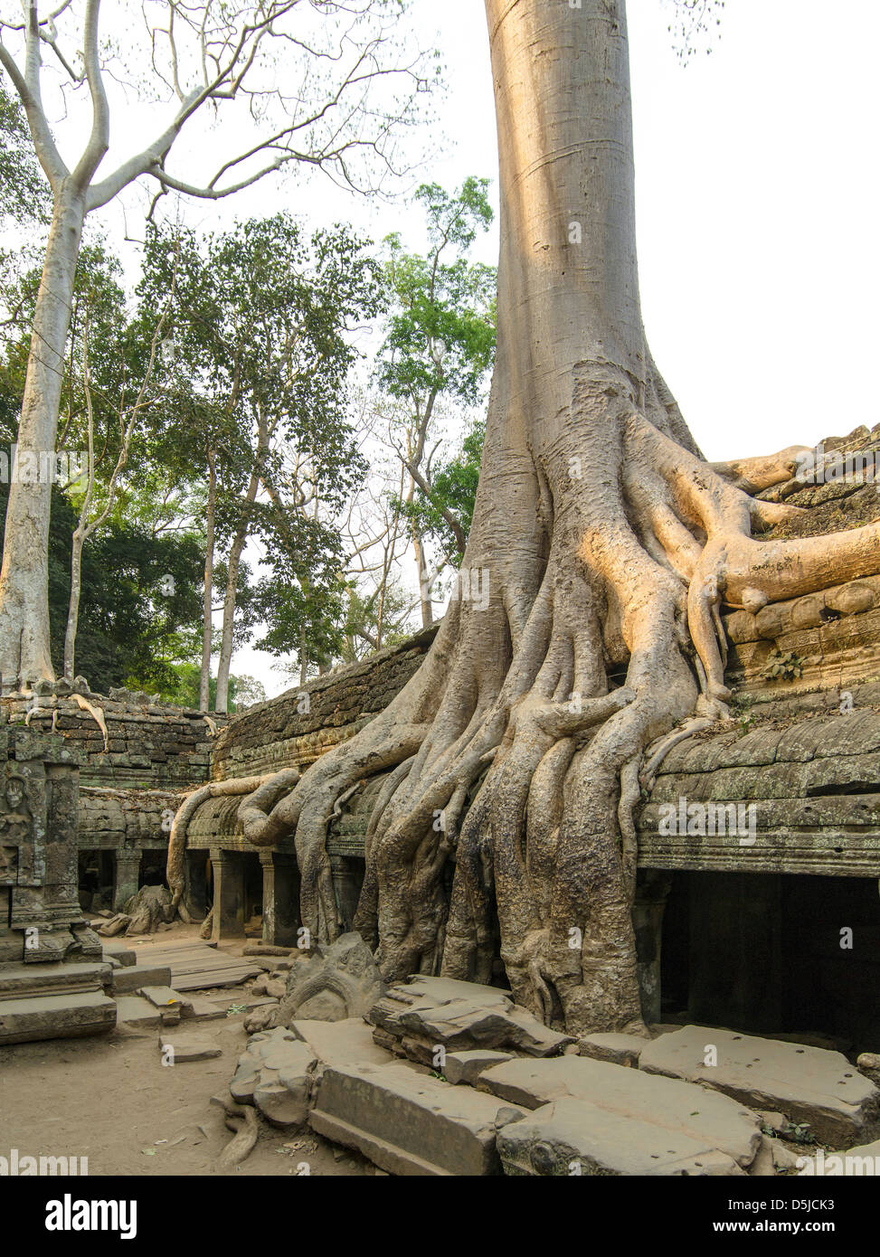 Tree roots covering building ruins hi-res stock photography and images ...