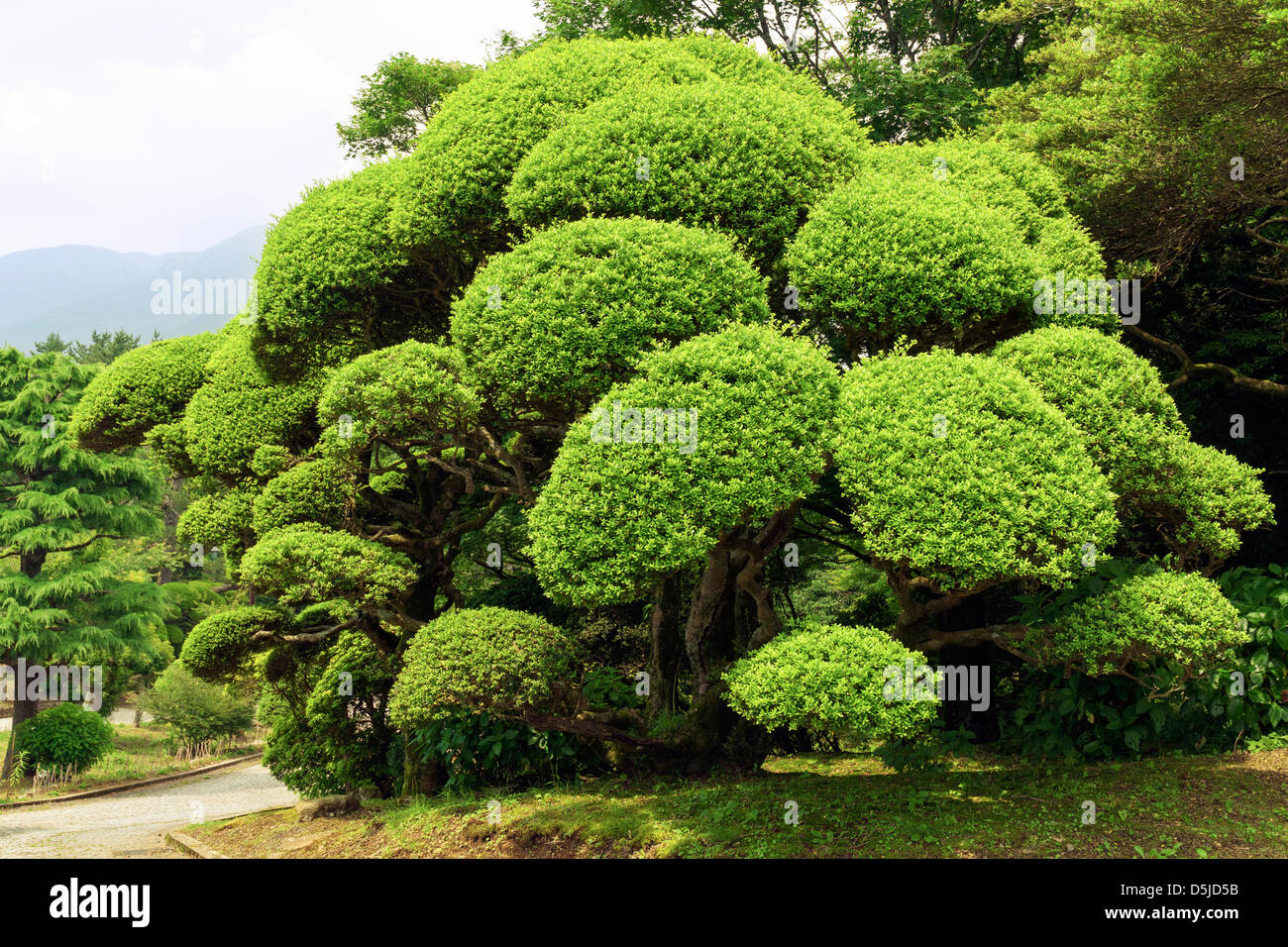 Japanese bush hi-res stock photography and images - Alamy