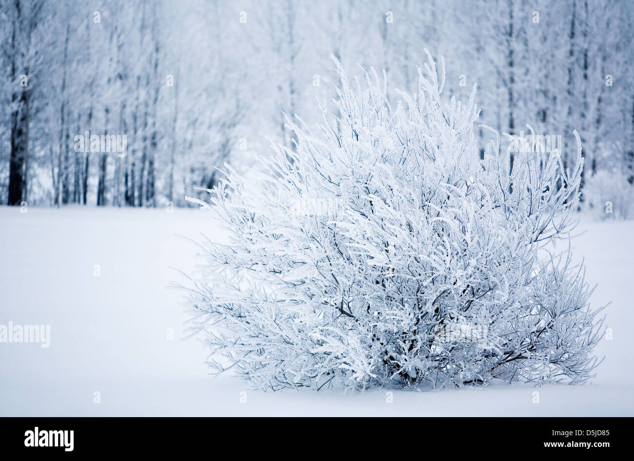 Winter landscape with frosty trees and bushes Stock Photo - Alamy