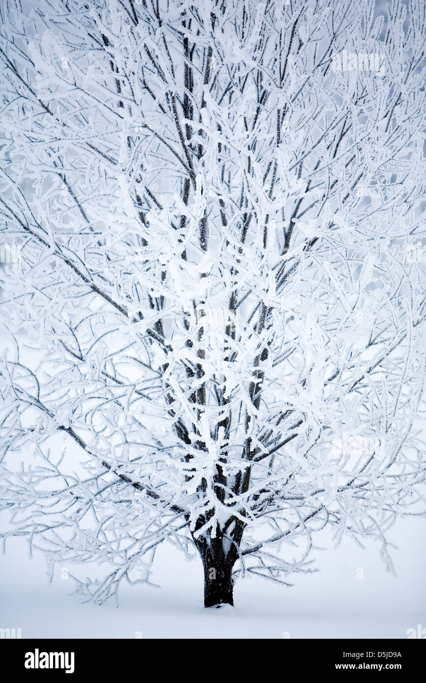 Winter landscape with frosty trees and bushes Stock Photo - Alamy