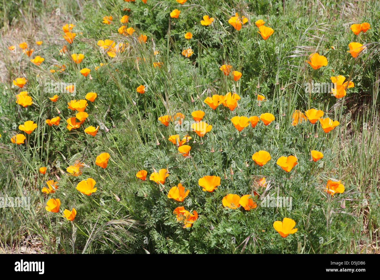 California Golden Poppy Stock Photo - Alamy