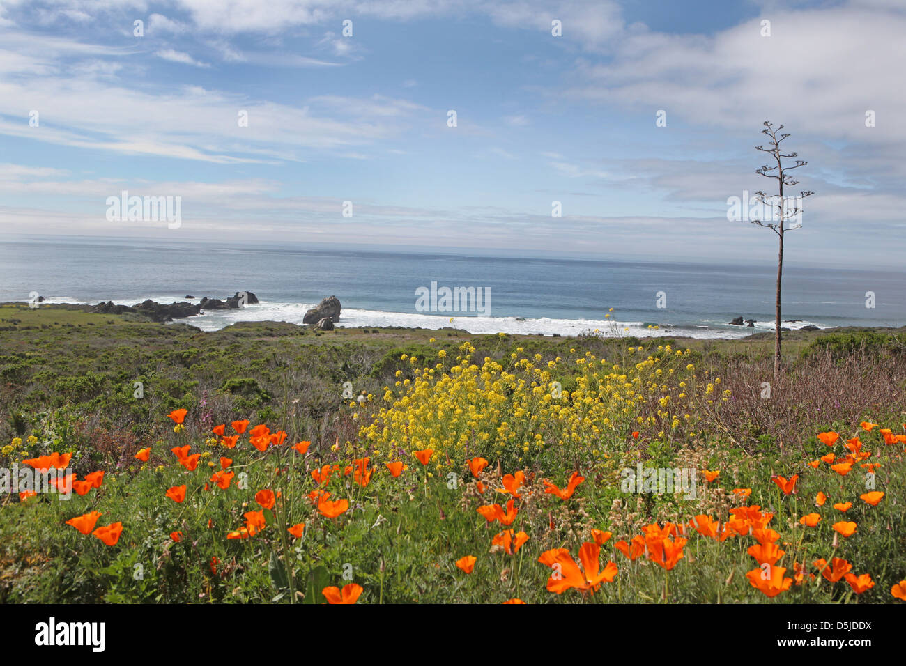 California Golden Poppy Stock Photo - Alamy