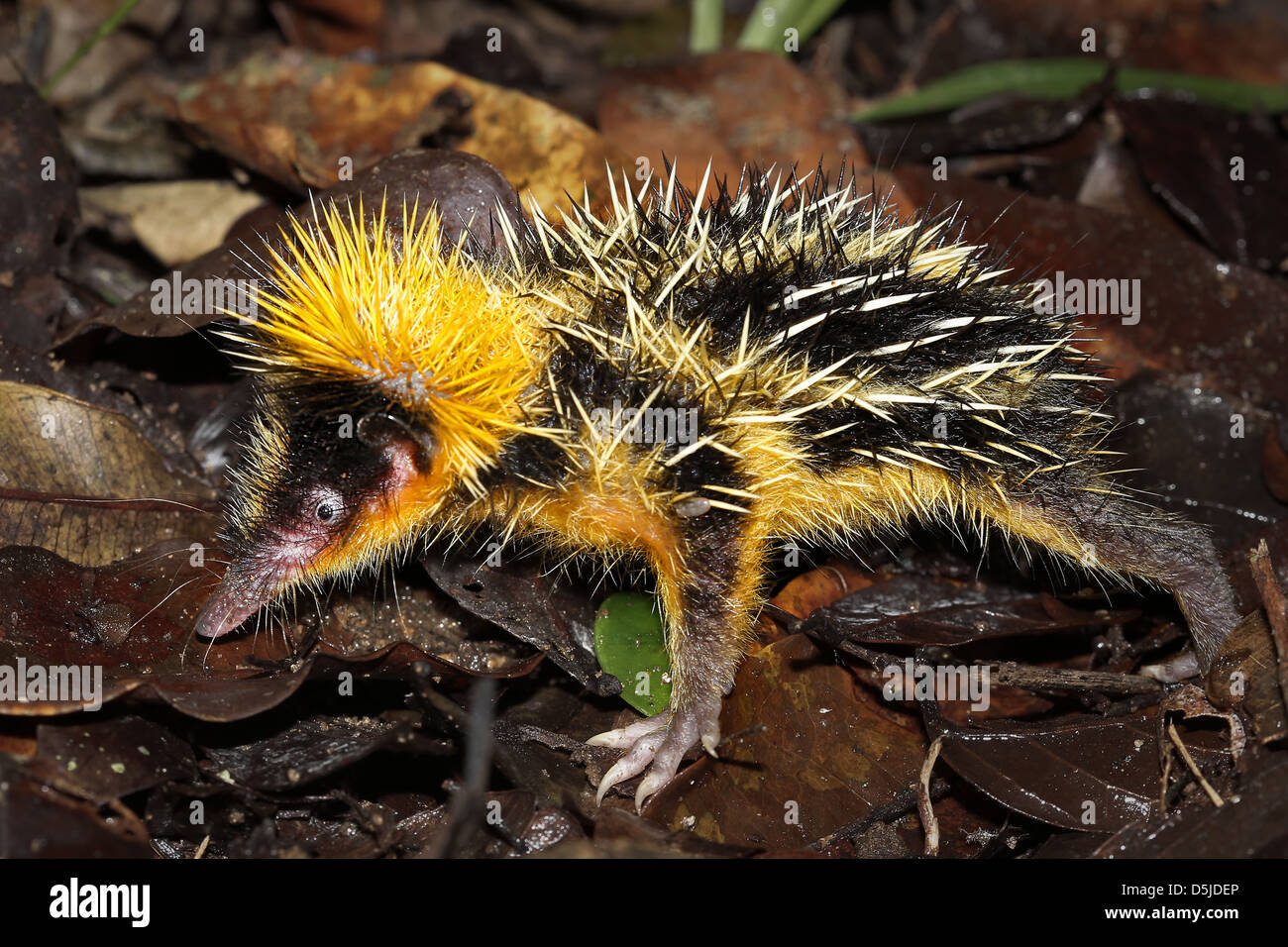 Small madagascar hedgehog tenrec hi-res stock photography and images ...