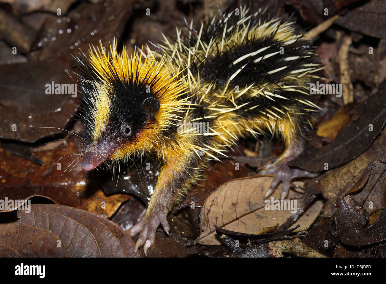 Lowland Streaked Tenrec (Hemicentetes semispinosus) in a defensive ...