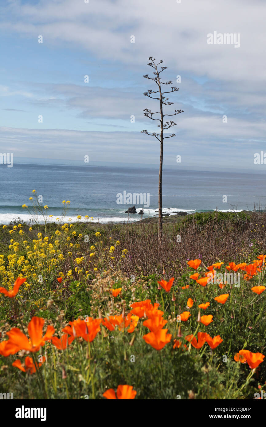 California Golden Poppy Stock Photo - Alamy