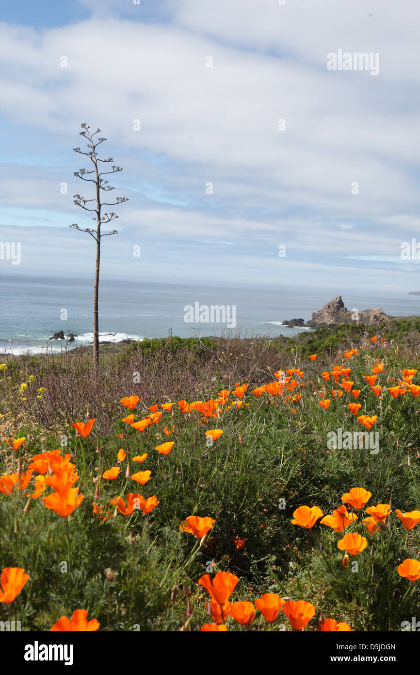 California Golden Poppy Stock Photo - Alamy