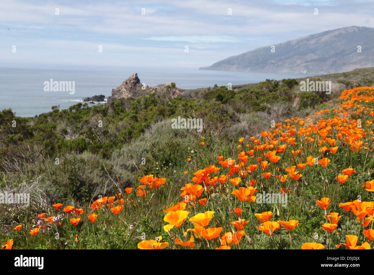 California Golden Poppy Stock Photo - Alamy