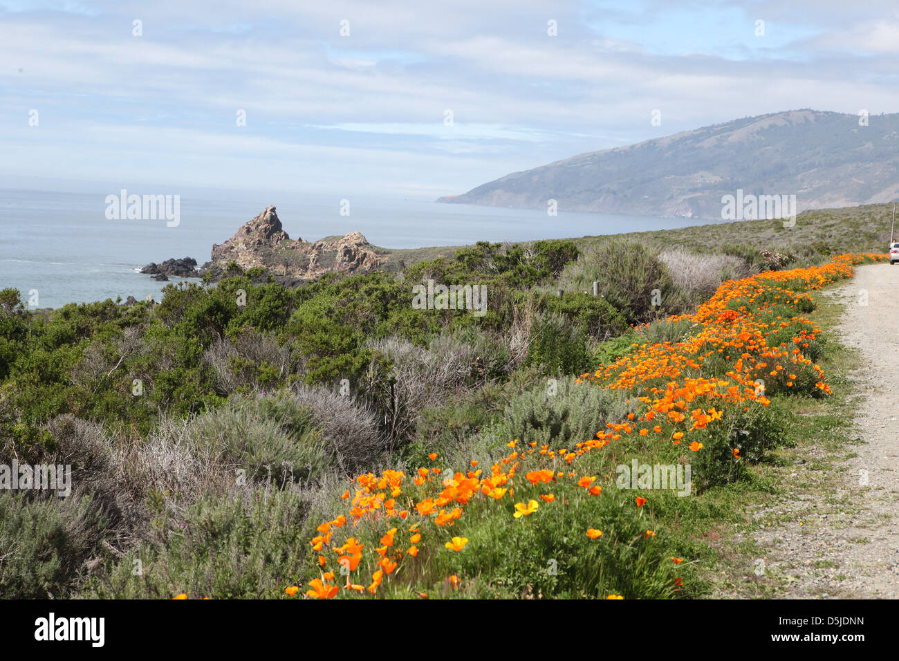 California Golden Poppy Stock Photo - Alamy