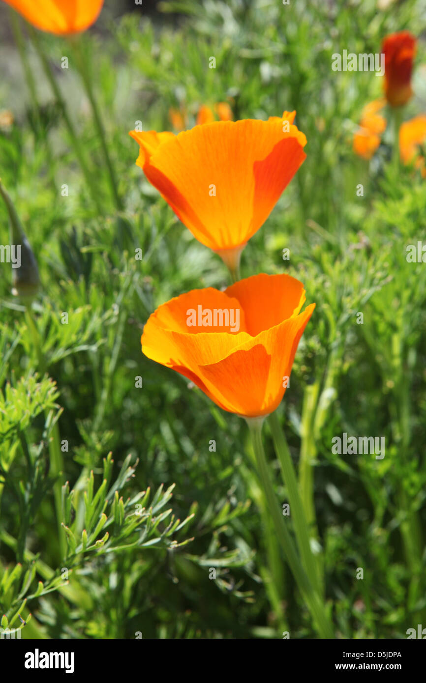 Orange california poppies bloom hi-res stock photography and images - Alamy