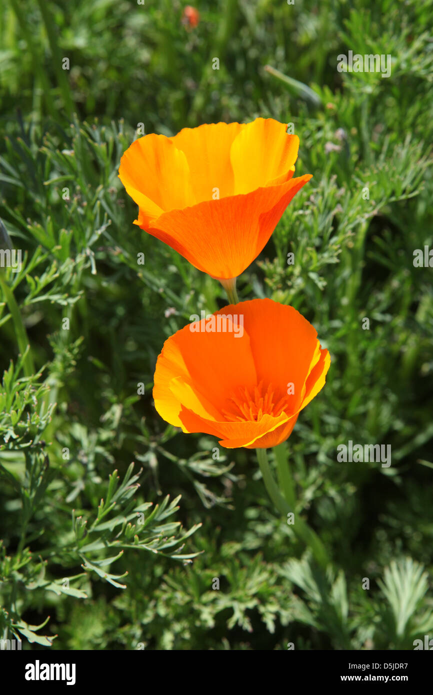 State flower of california hi-res stock photography and images - Alamy