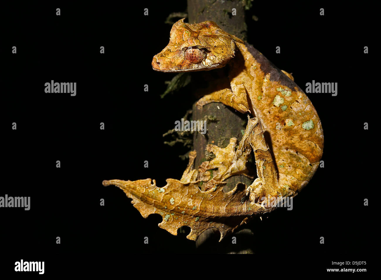 Satanic Leaf-tailed Gecko (Uroplatus phantasticus) in Ranomafana rain ...