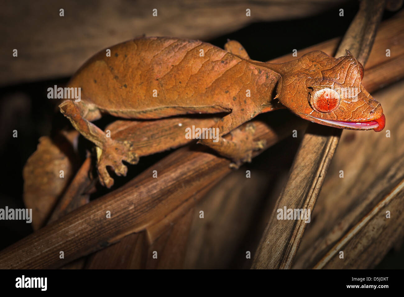 Red Satanic Leaf Tailed Gecko The Satanic Leaf Tailed Gecko Is Known