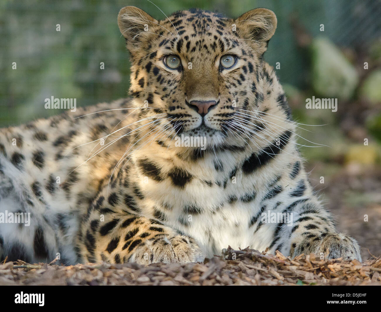 Amur leopard hi-res stock photography and images - Alamy