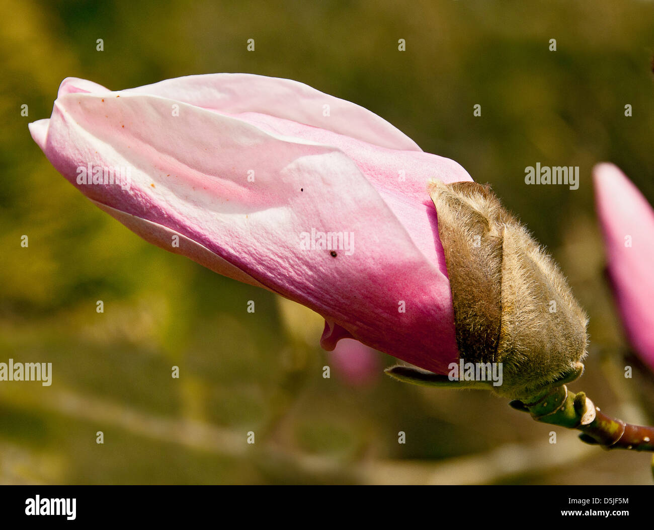 Magnolia Flower Bud opening in early Spring Stock Photo - Alamy