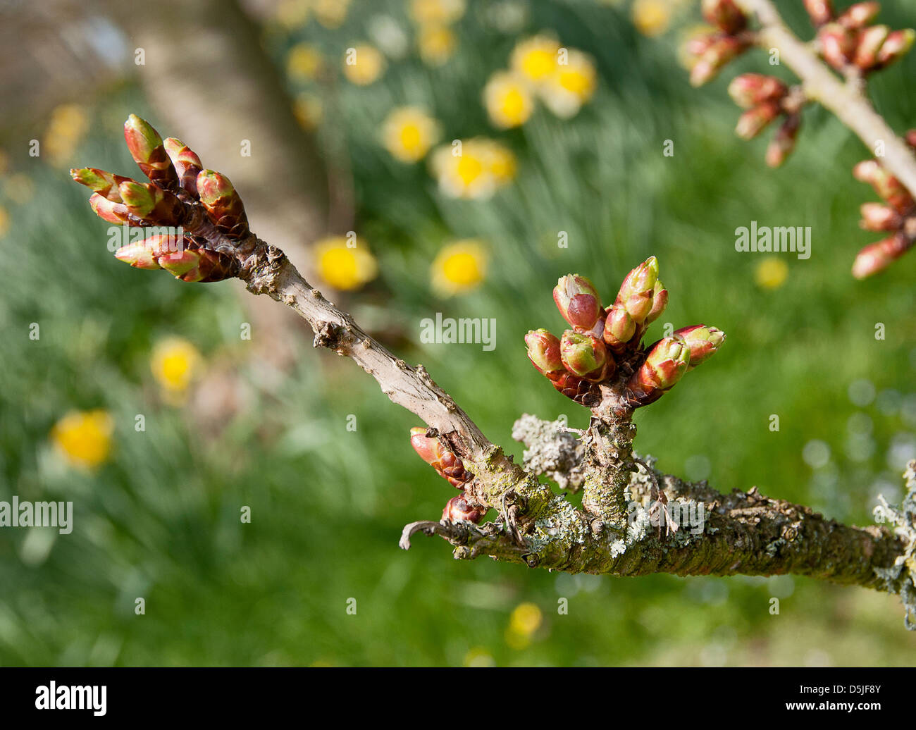 Open leaf buds hi-res stock photography and images - Alamy