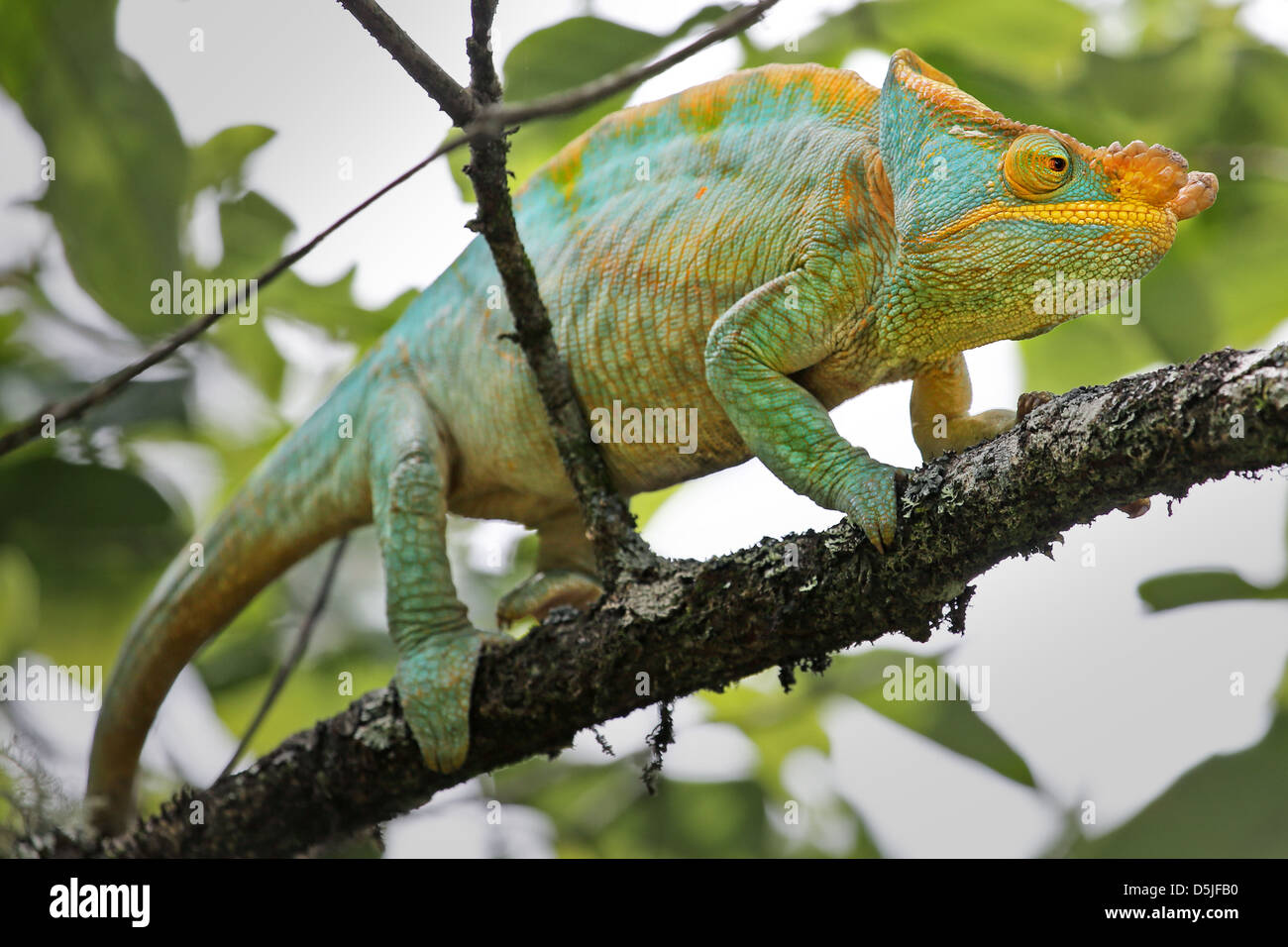 ENDANGERED male Parson's Chameleon (Calumma parsonii) in a tree in ...