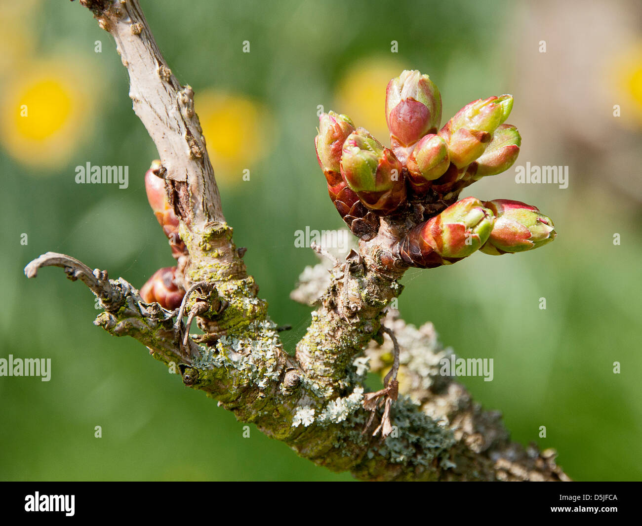 Leaf Buds bursting open in spring Stock Photo - Alamy