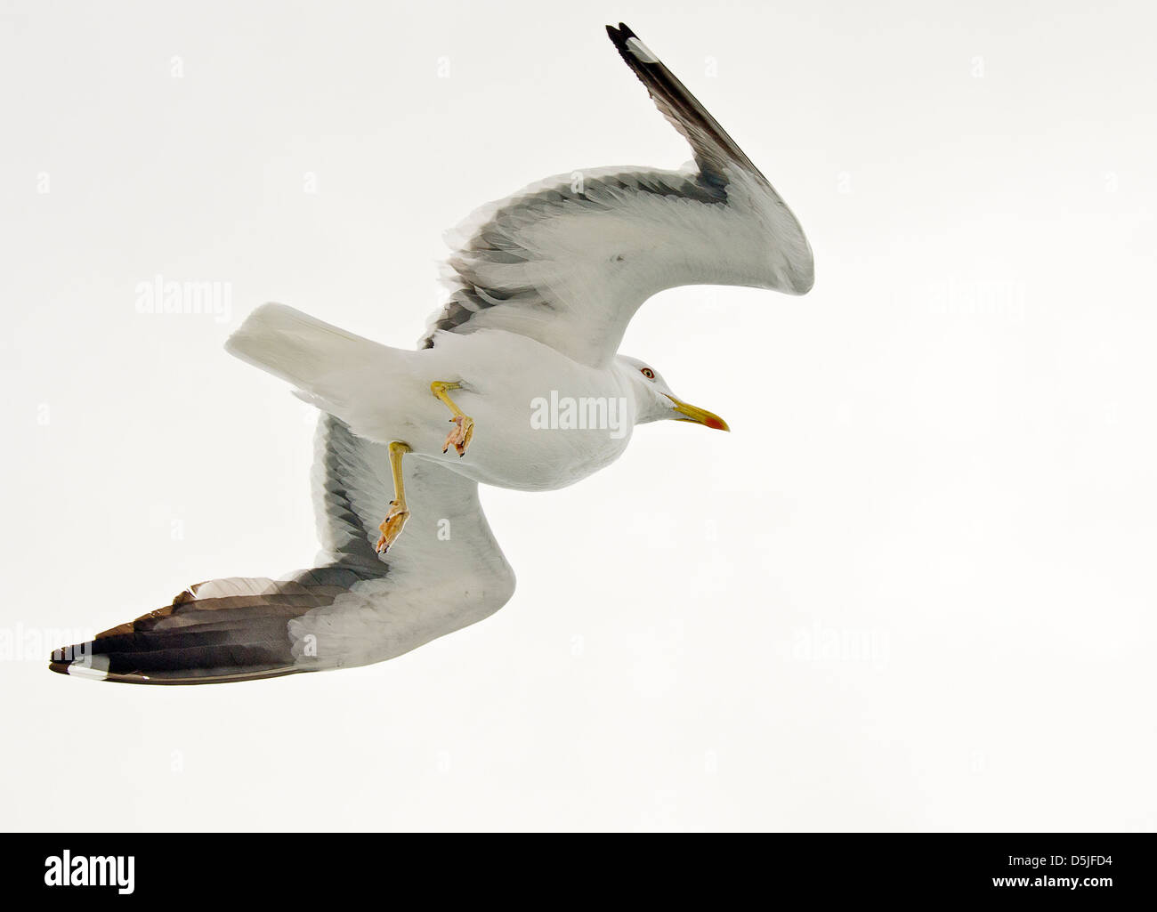 Lesser Black Backed Gull in flight, Stavanger, Norway Stock Photo - Alamy