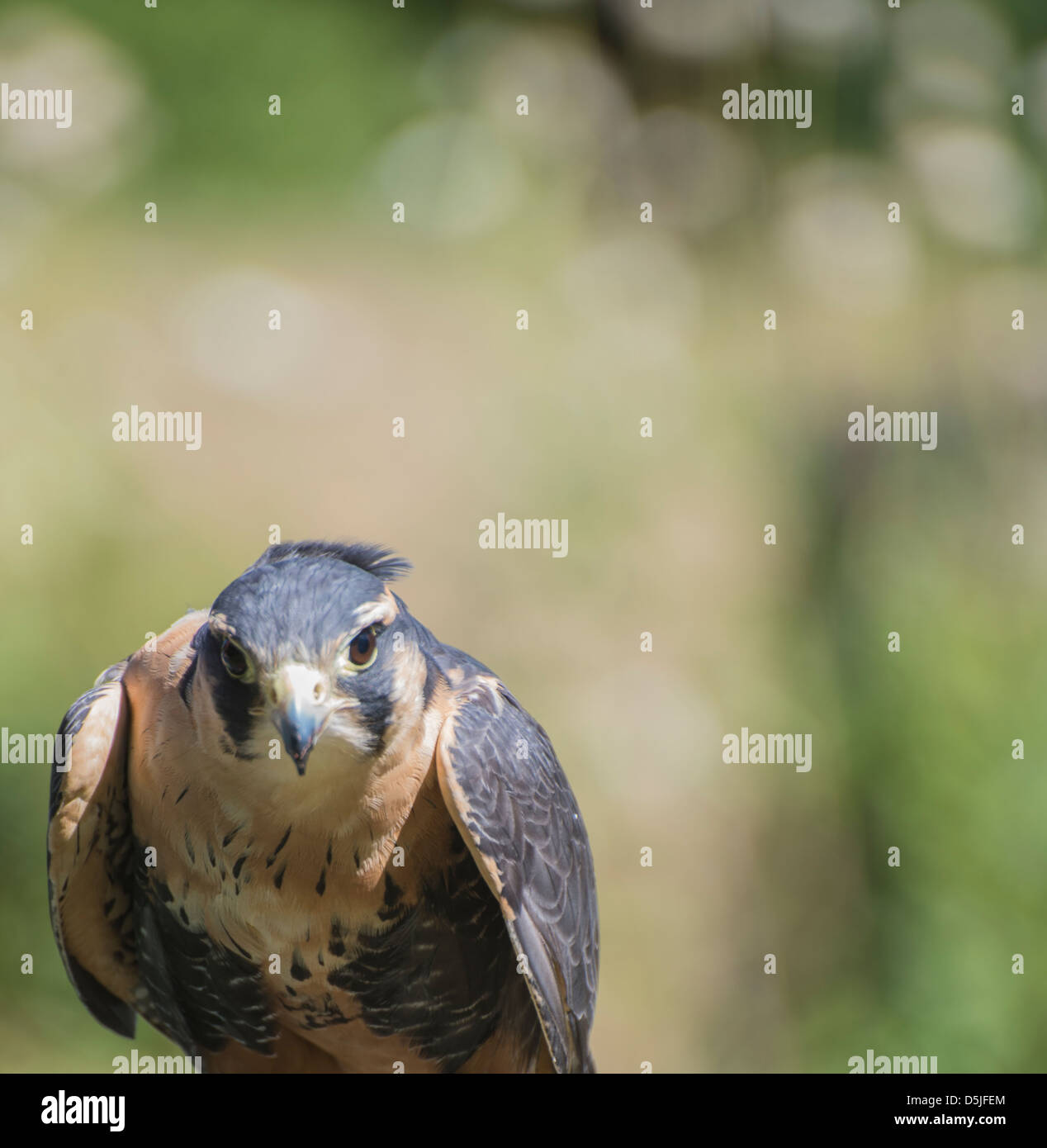 Hawk looking with deep interest directly into camera Stock Photo - Alamy