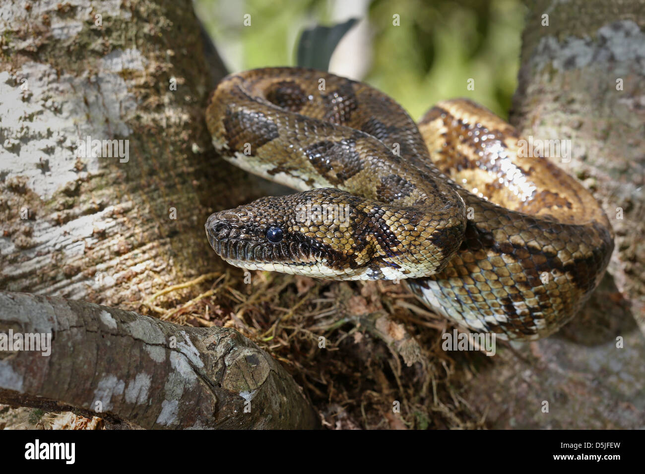 Malagasy or Madagascar Tree Boa (Boa manditra or Sanzinia ...