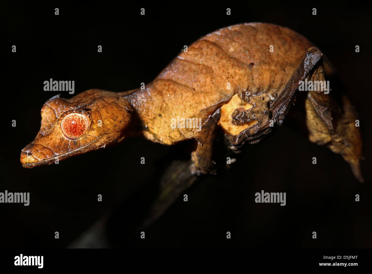 Spearpoint leaf tailed gecko hi-res stock photography and images - Alamy