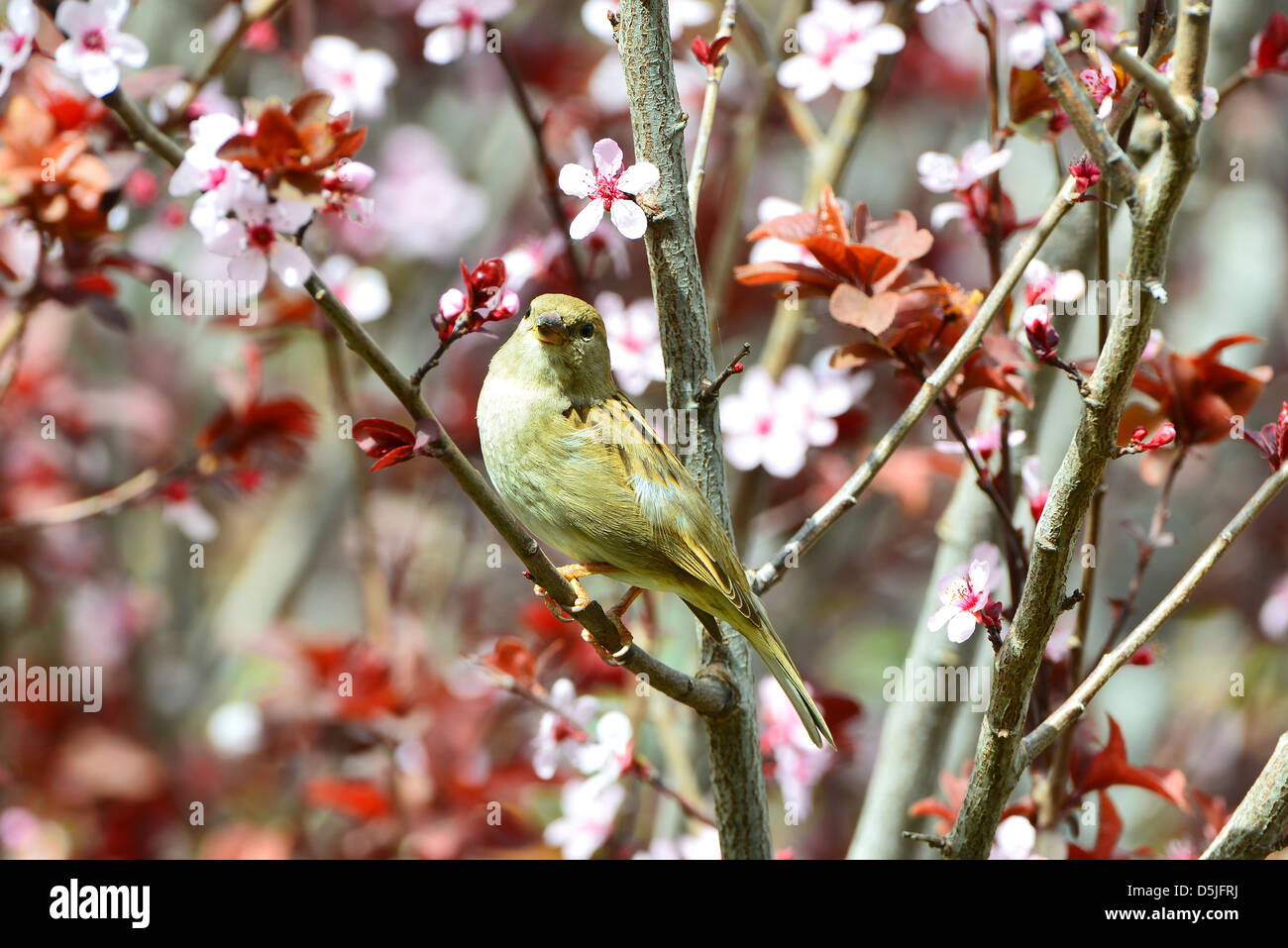 Female sparrow hi-res stock photography and images - Alamy