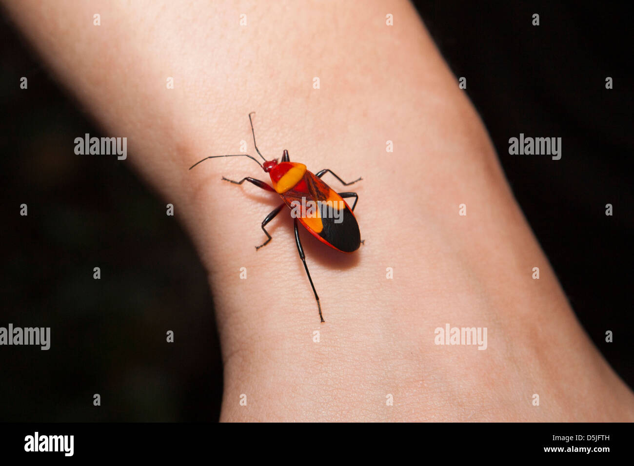 Madagascar, dry forest insects, Shield Bug, Pentatomidae Family on hand ...