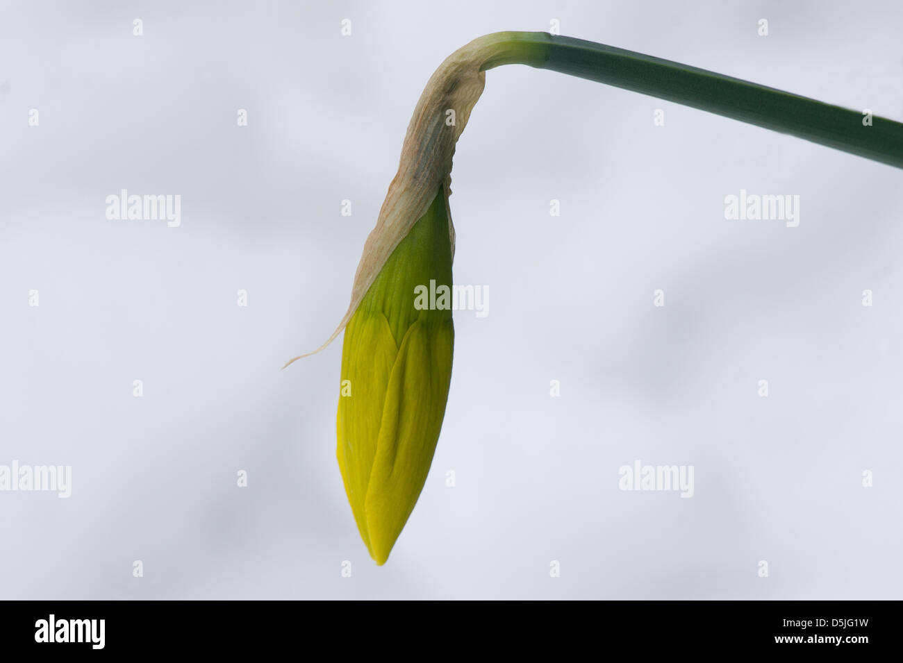 Back of yellow daffodil hi-res stock photography and images - Alamy