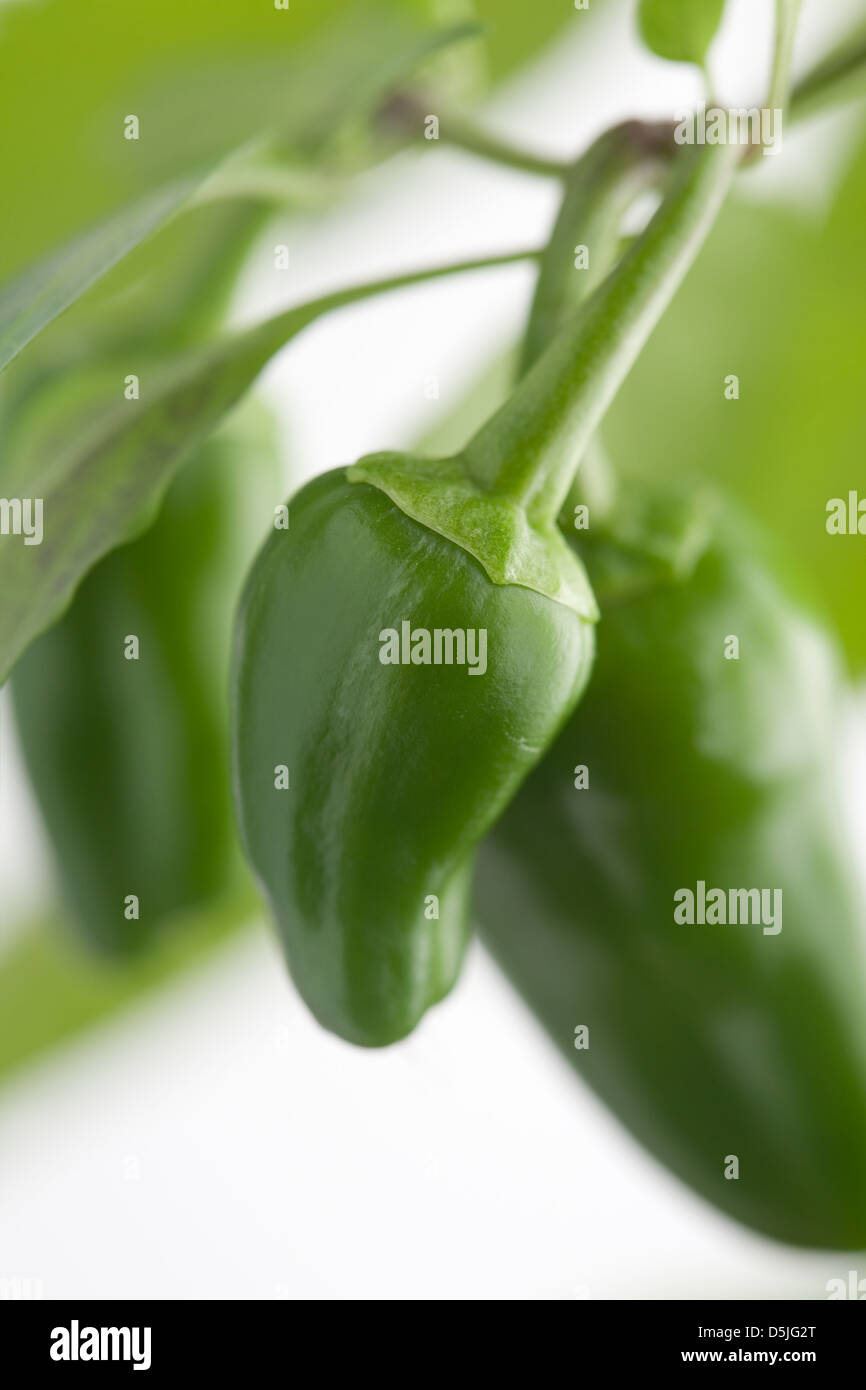 Raw cayenne chilies on white isolated background Stock Photo - Alamy
