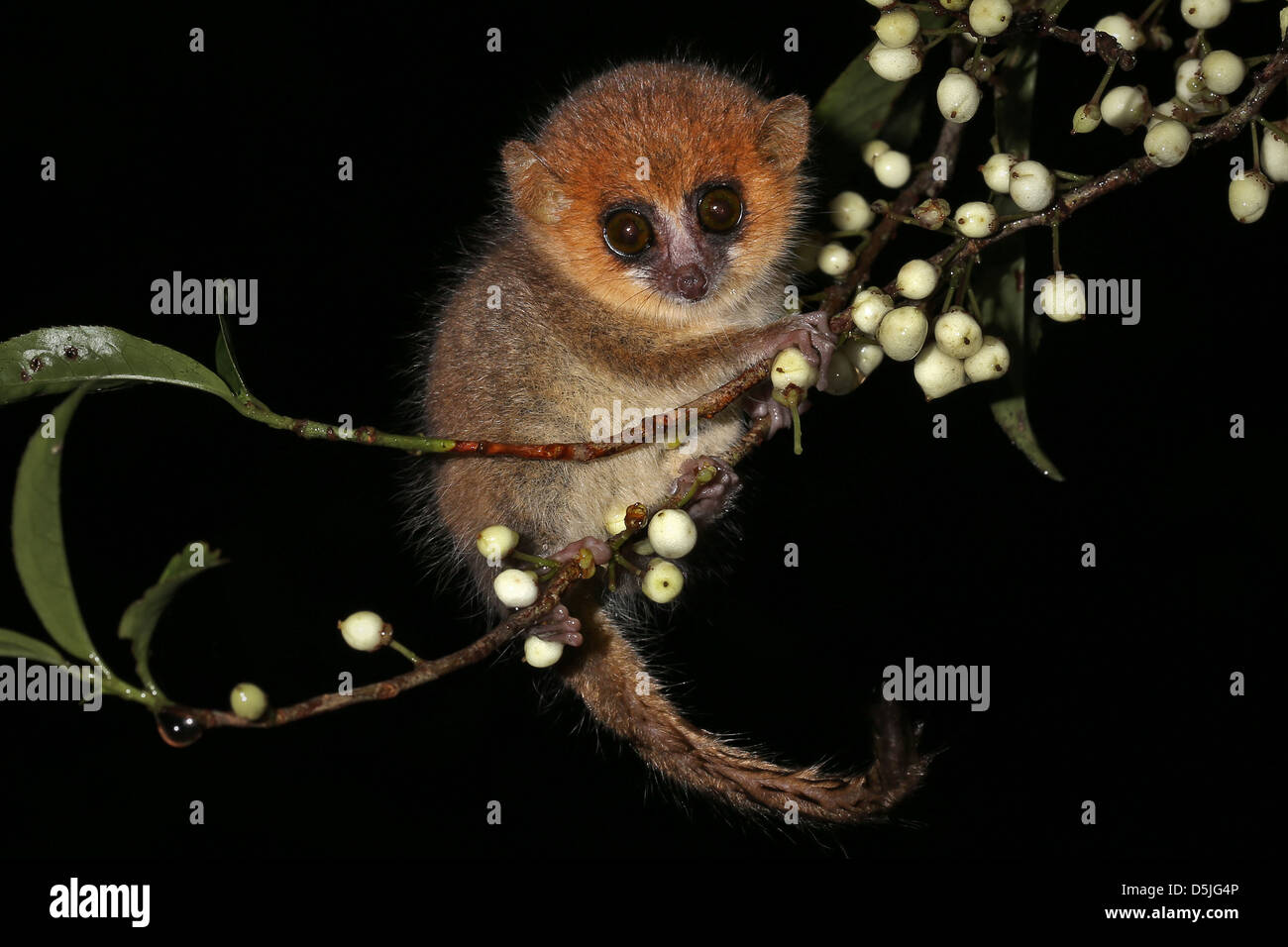 Mouse Lemur
