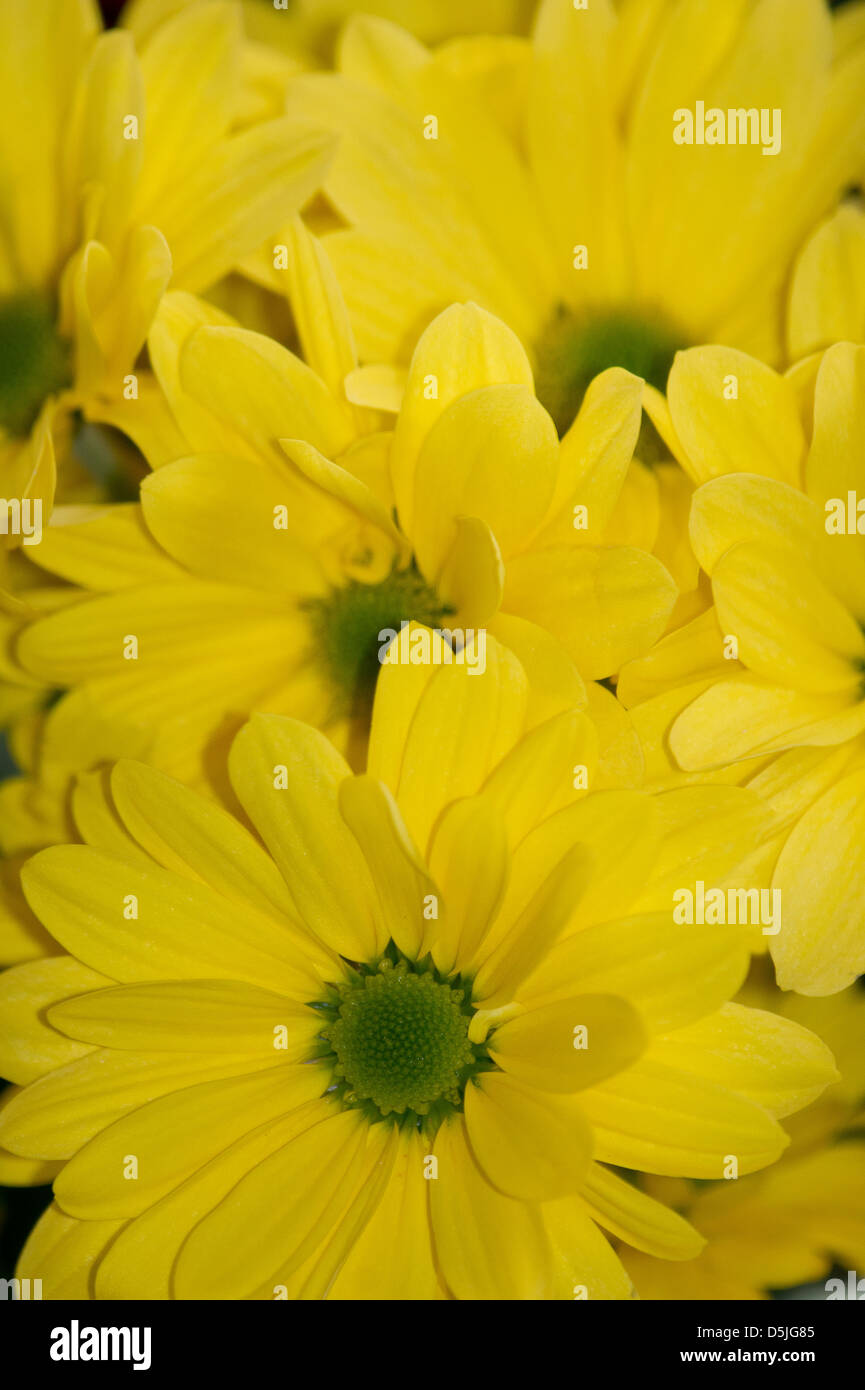 Bunch of yellow flowers hi-res stock photography and images - Alamy
