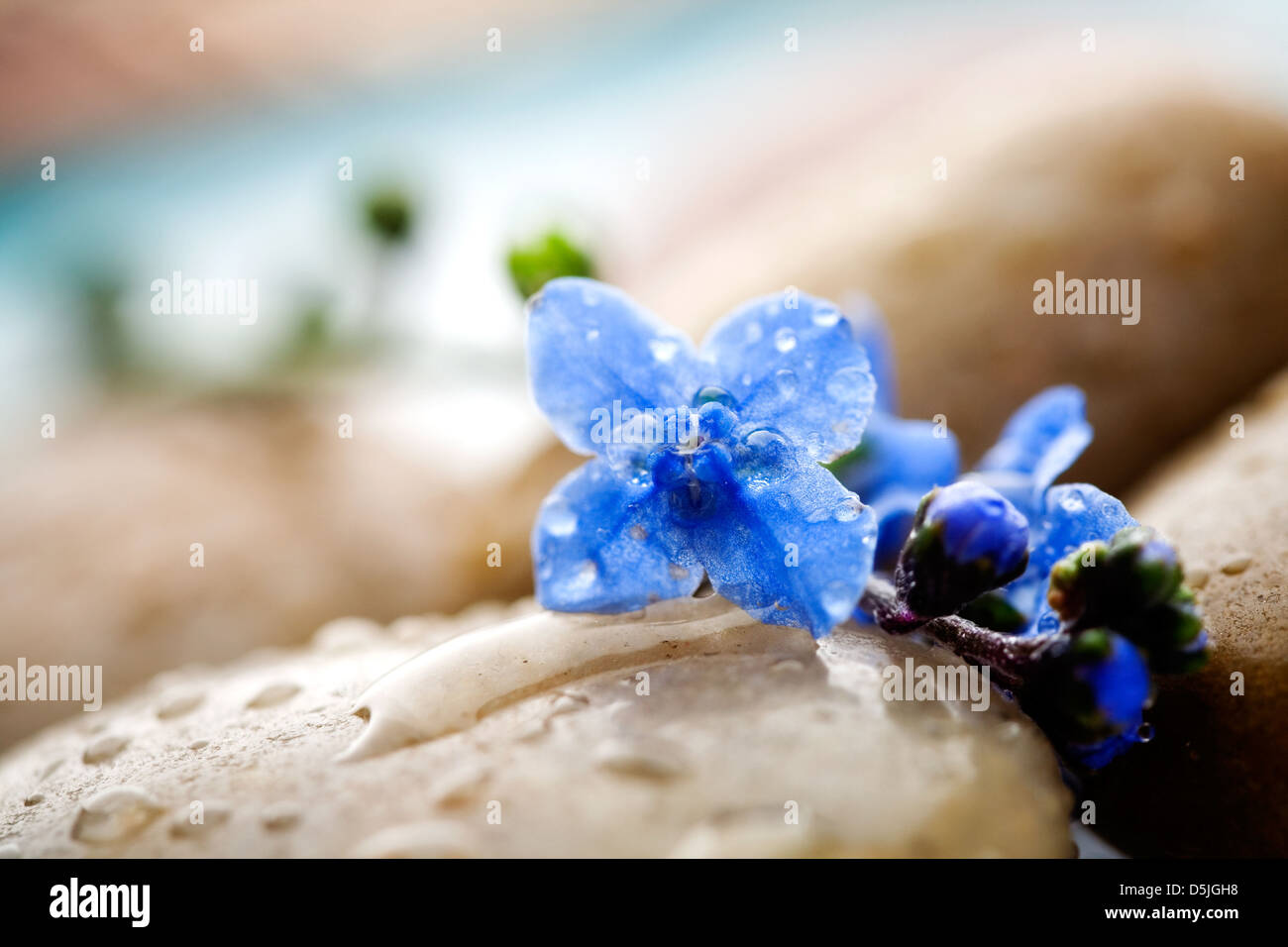 Floating flower photo hi-res stock photography and images - Alamy