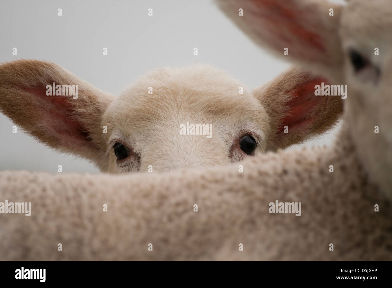 Newly born spring lambs, curious about everything around them Stock ...