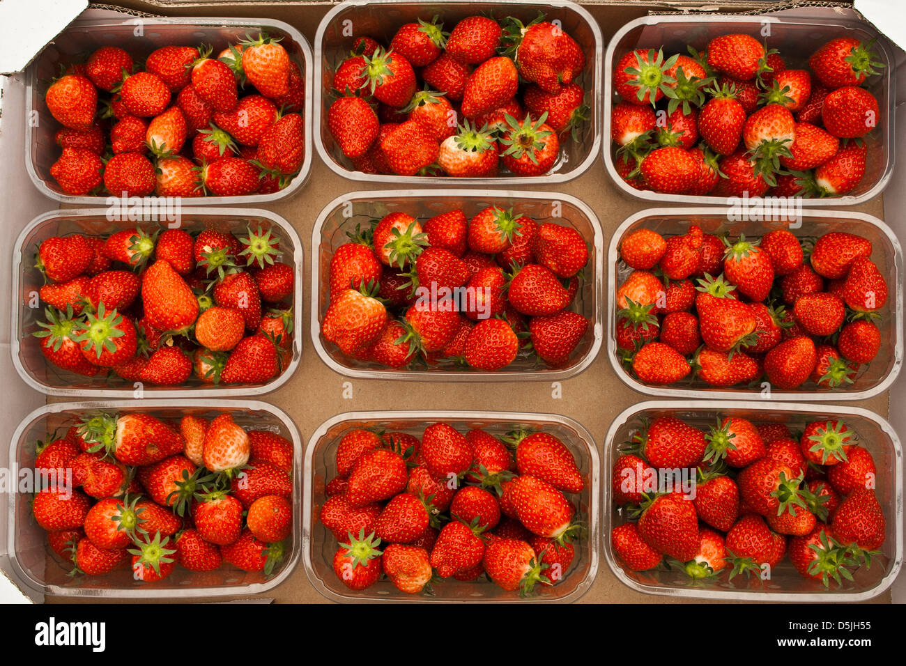 Tray elsanta strawberrys in punnets hi-res stock photography and images ...