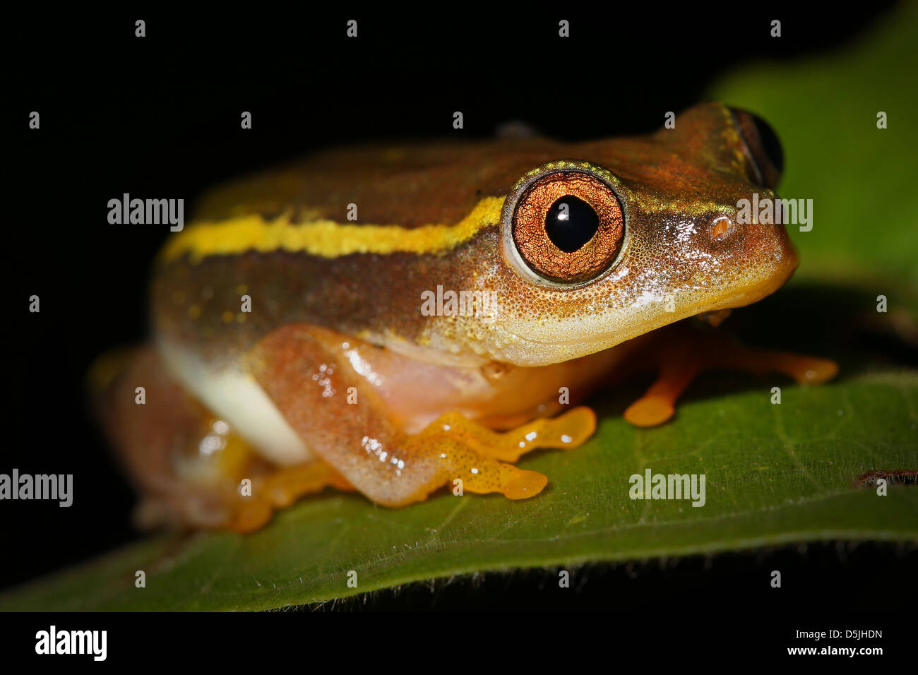 A VIBRANT Three-color Reed Frog (Heterixalus tricolor) in Madagascar ...