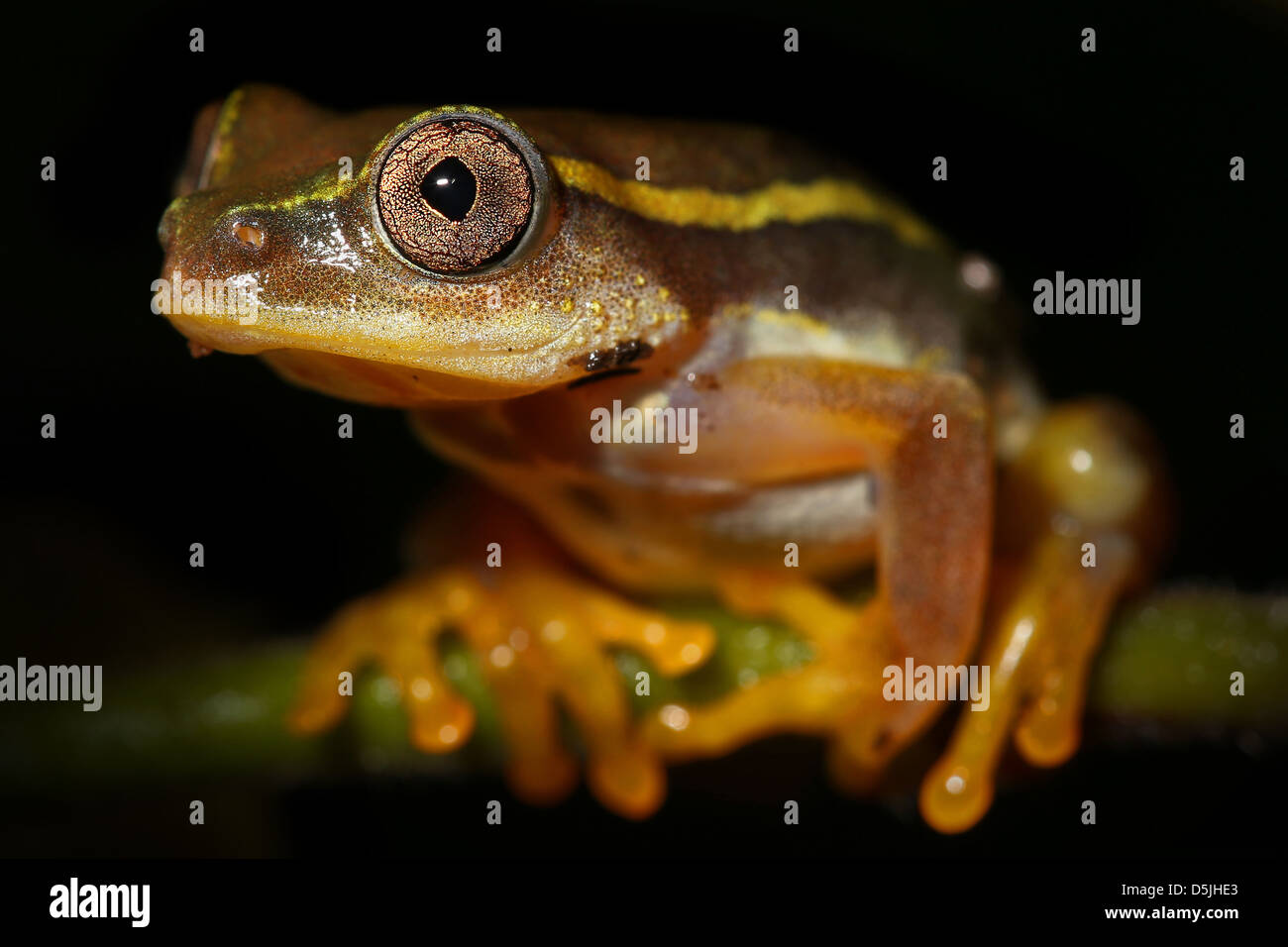 A VIBRANT Three-color Reed Frog (Heterixalus tricolor) in Madagascar ...
