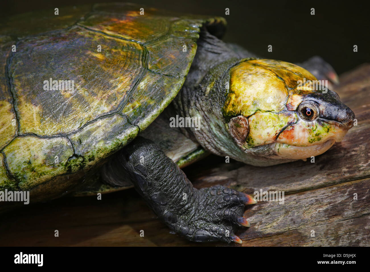 Critically ENDANGERED Madagascan Big-headed Turtle (Erymnochelys ...