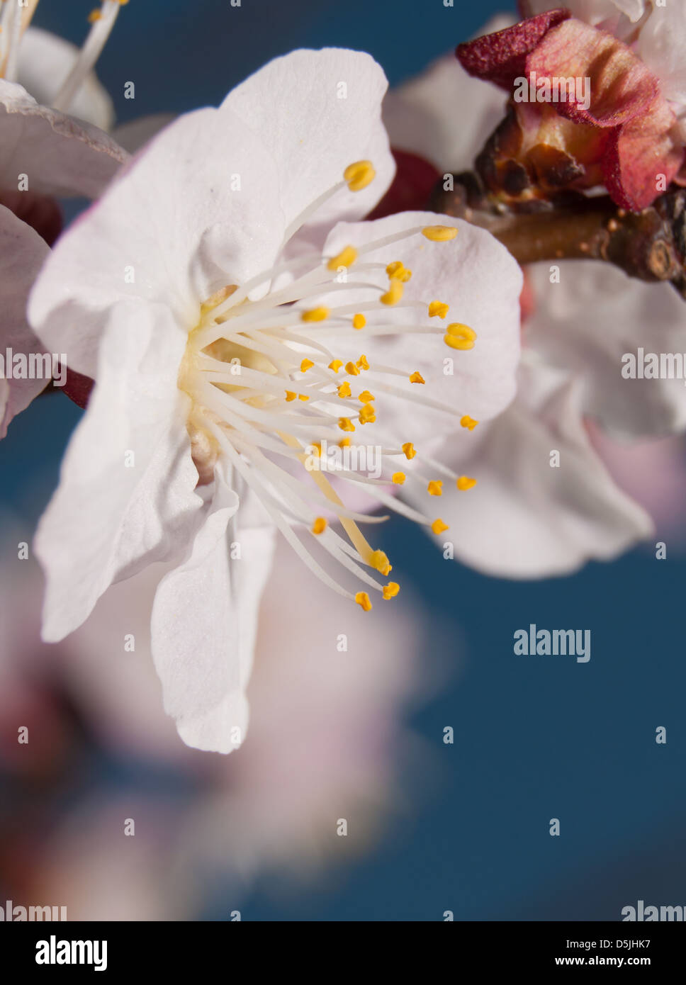 Spring flower bloom white blossom hi-res stock photography and images ...