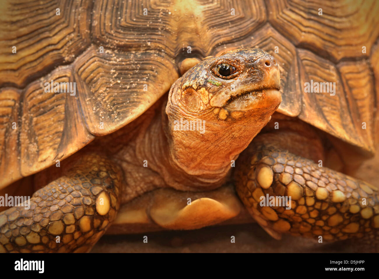 Angonoka or Ploughshare Tortoise (Astrochelys yniphora) in Madagascar ...