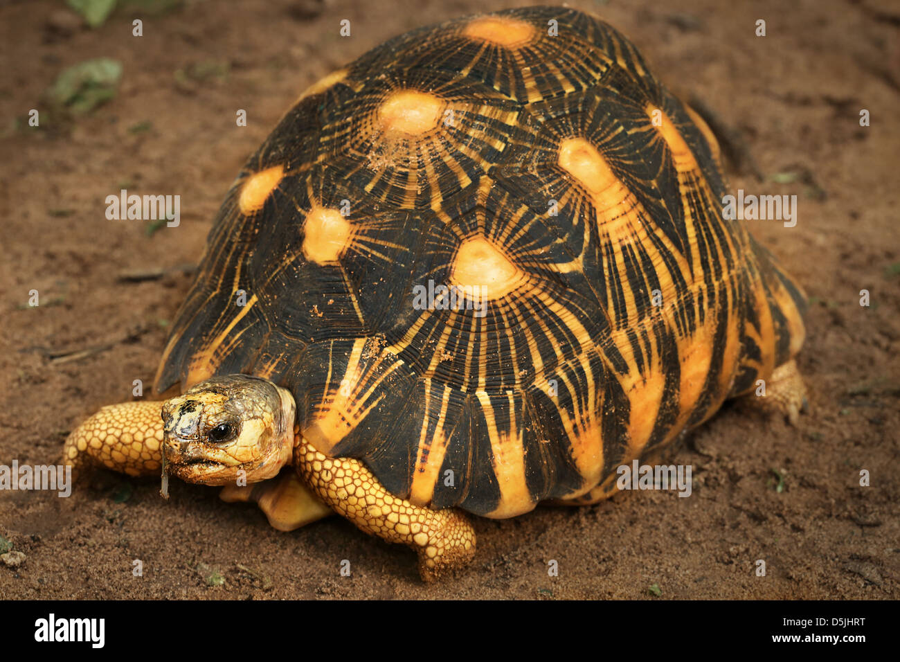 Critically Endangered Radiated Tortoise (Astrochelys radiata) looks ...