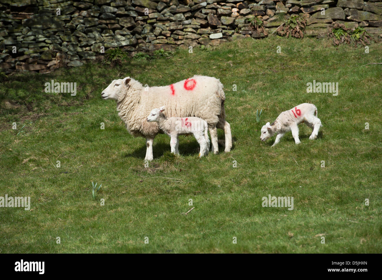 Sheep numbers hi-res stock photography and images - Alamy