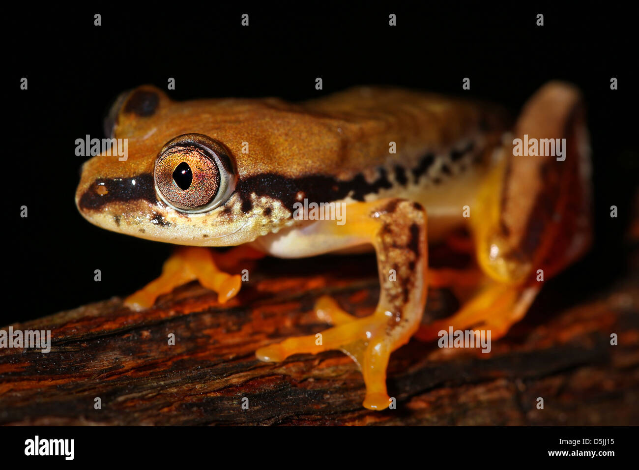 A VIBRANT Three-color Reed Frog (Heterixalus tricolor) in Madagascar ...