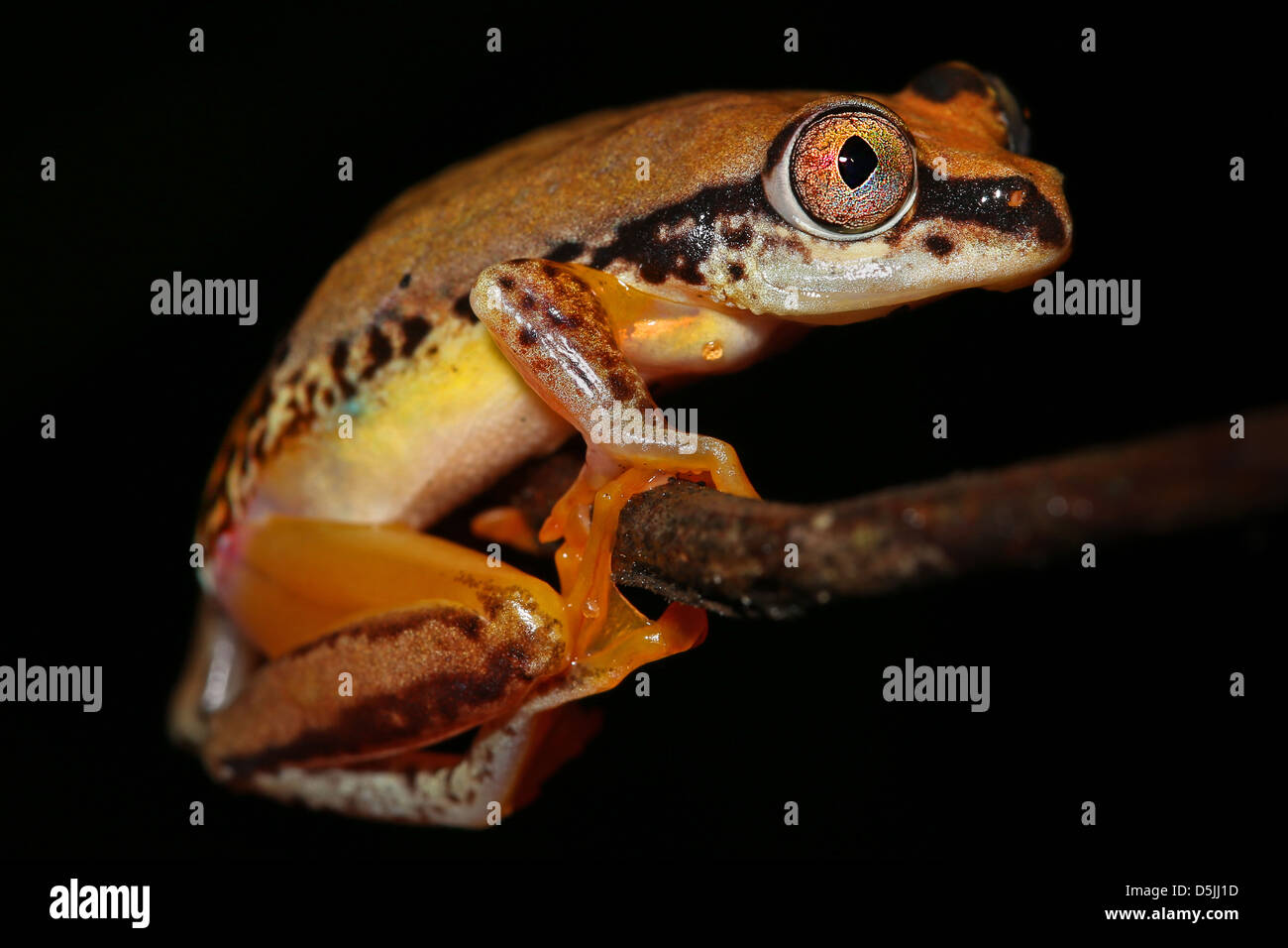 A VIBRANT Three-color Reed Frog (Heterixalus tricolor) in Madagascar ...