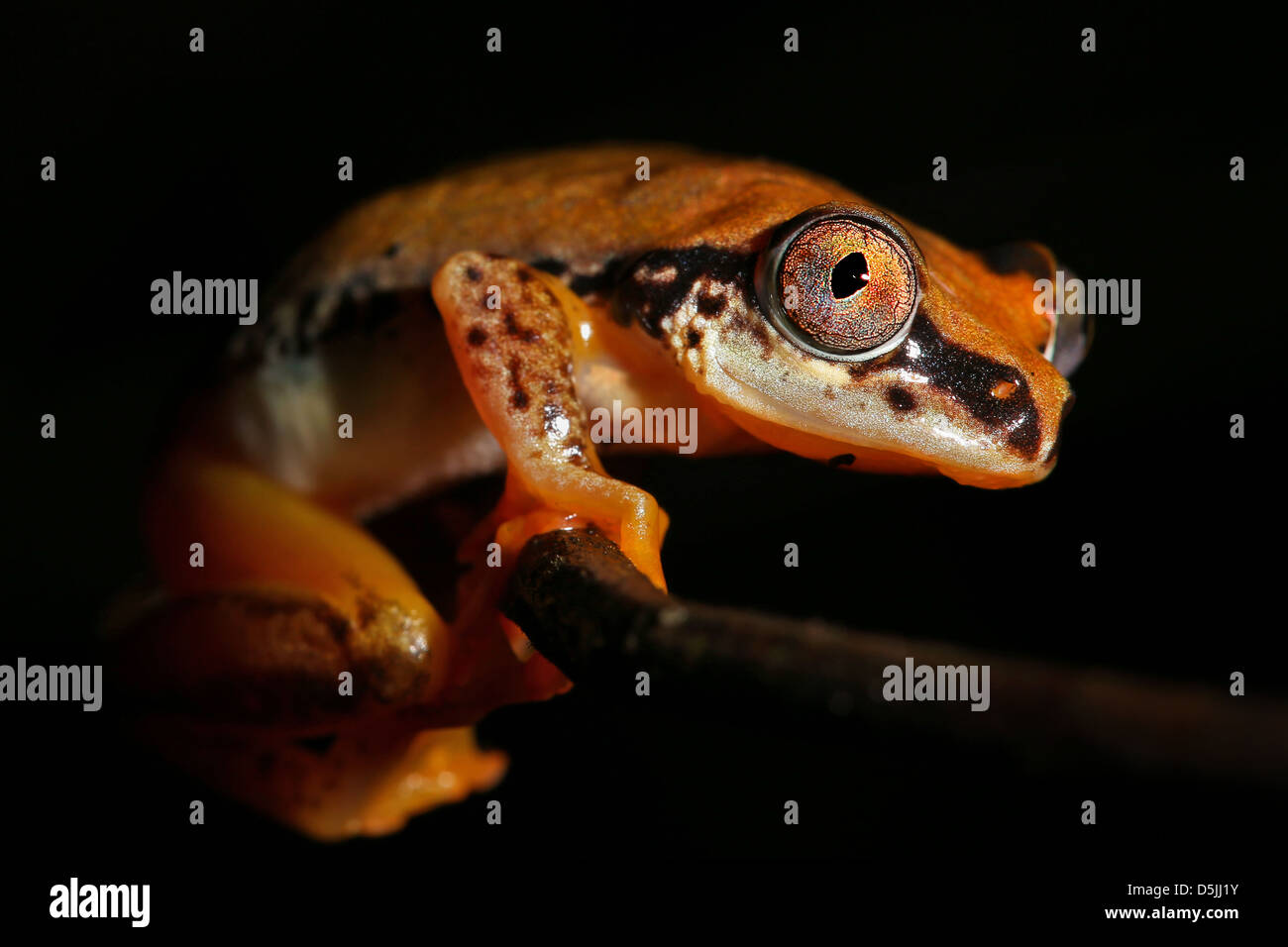 A VIBRANT Three-color Reed Frog (Heterixalus tricolor) in Madagascar ...