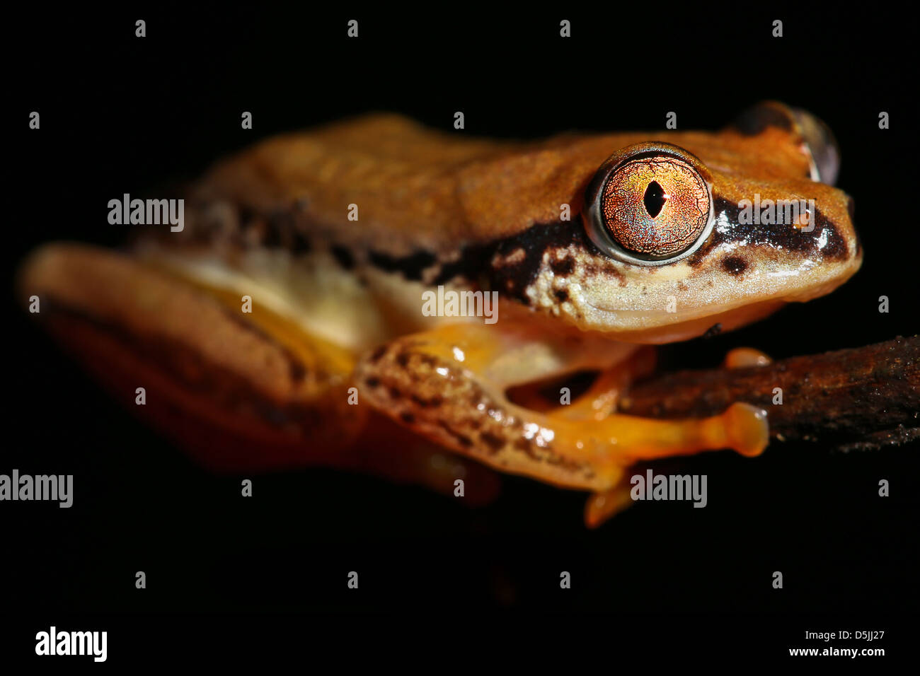 A VIBRANT Three-color Reed Frog (Heterixalus tricolor) in Madagascar ...